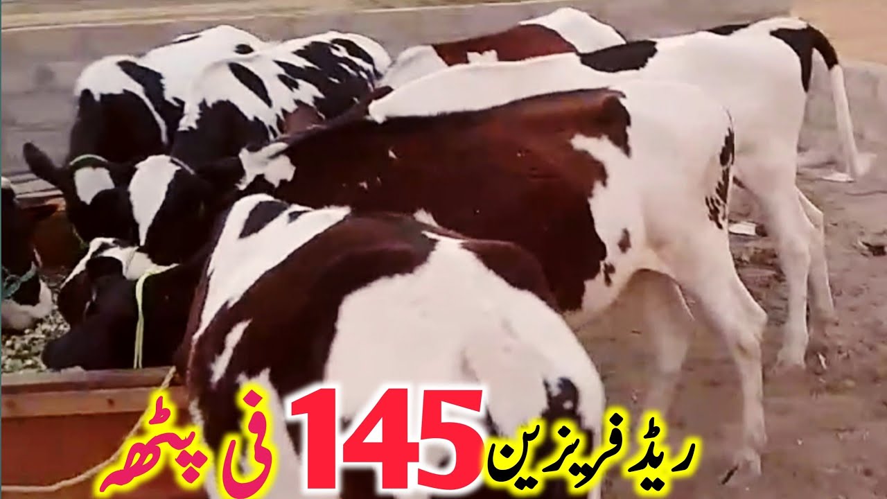 Bachri Farming Bussiness Australian Red Friesian Hiefers || Global ...