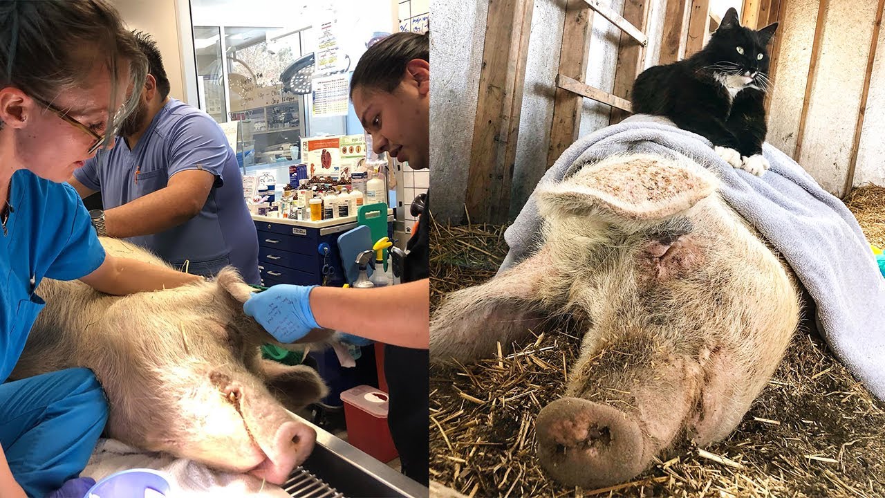 Amputation saved this pig's life 🐷 - YouTube