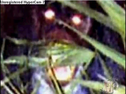 The Swamp Beast - YouTube