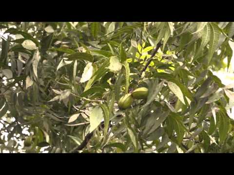 SIEMBRA Y COSECHA TV: Requerimientos agronómicos del pecan