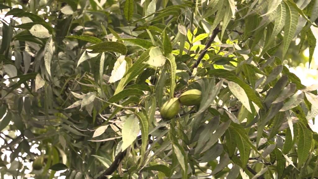 árbol De Nuez Pecana