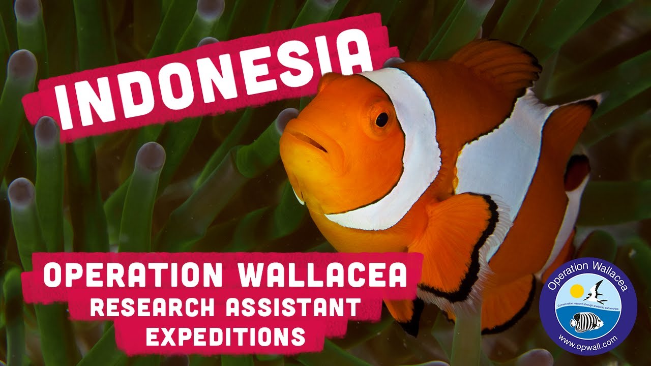 Operation Wallacea - Indonesia Research Assistant - YouTube