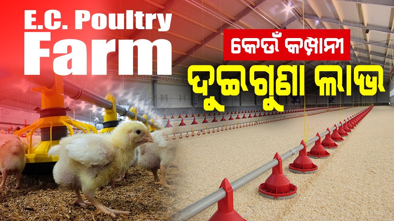 IB କମ୍ପାନୀର EC ପୋଲଟ୍ରି ଫାର୍ମ କରିଛନ୍ତି ଜଣେ ଉଚ୍ଚ ଶିକ୍ଷିତ ଚାଷୀ || IB ...