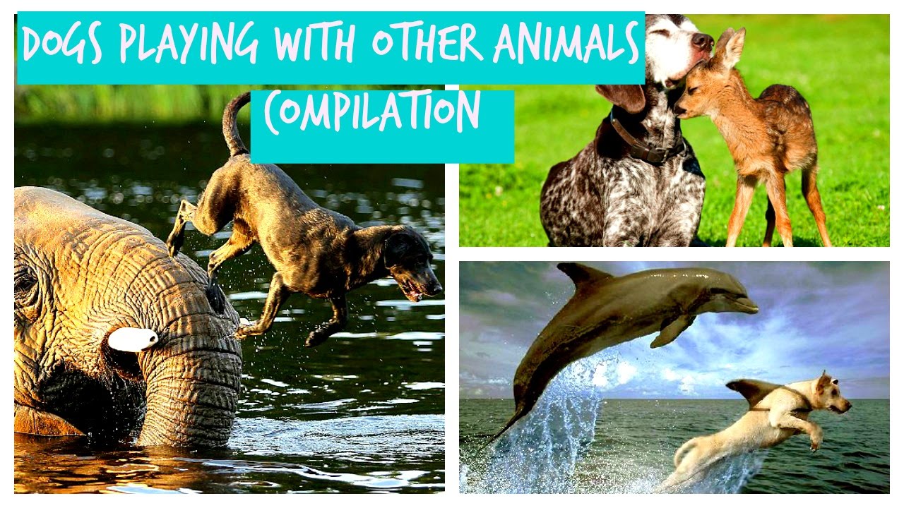 Dogs Playing With Other Animals Compilation 2016 (Official) - YouTube