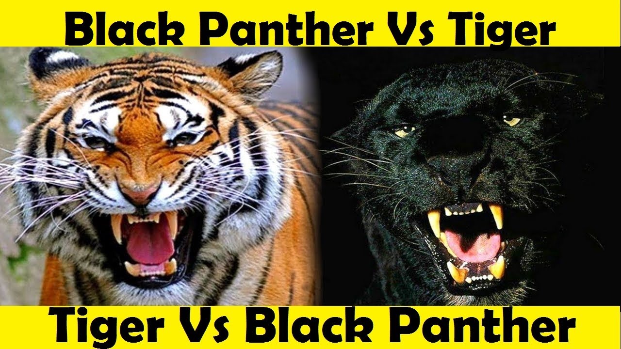 Tiger Vs Black Panther. Panther Attack Tiger. - YouTube