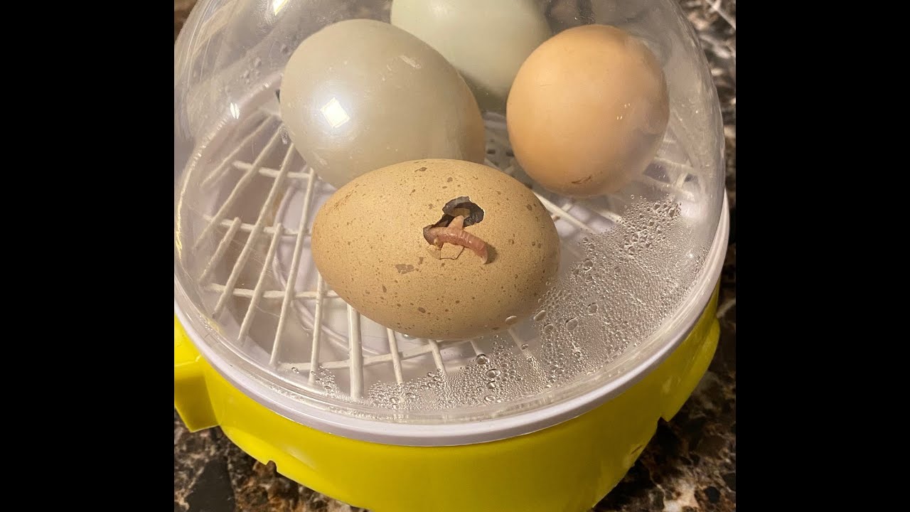 7 Egg Incubator Test (Will They Hatch?) - YouTube