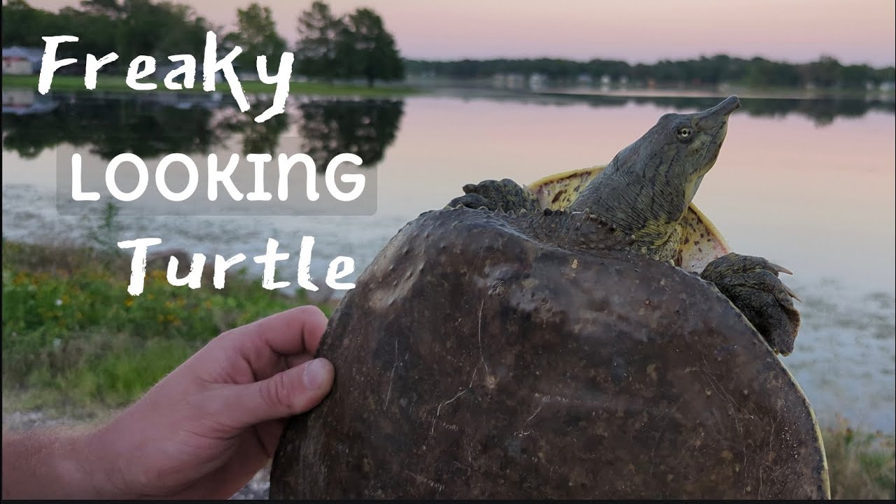Freaky Looking Turtle Needs Help Crossing the Road! - YouTube