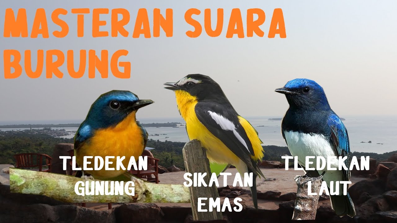 Masteran Suara Burung Tledekan (Sulingan) Gunung, Laut dan Sikatan Emas ...