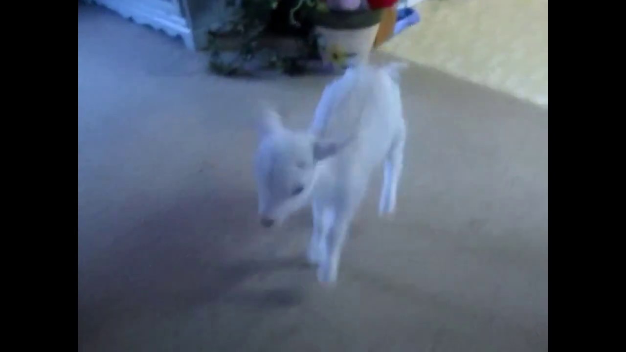 Lamb Dances to Music: Cutest Video EVER!!! - YouTube