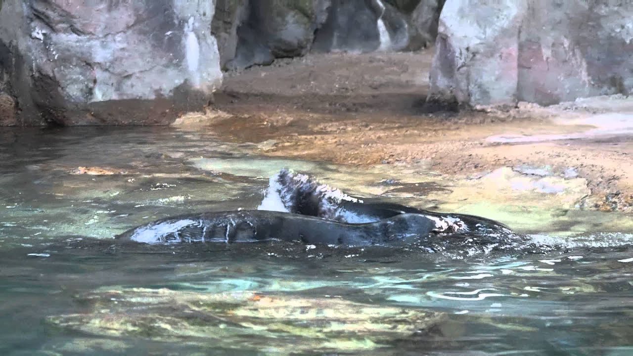 Seals are playing in the pool.(1) - YouTube