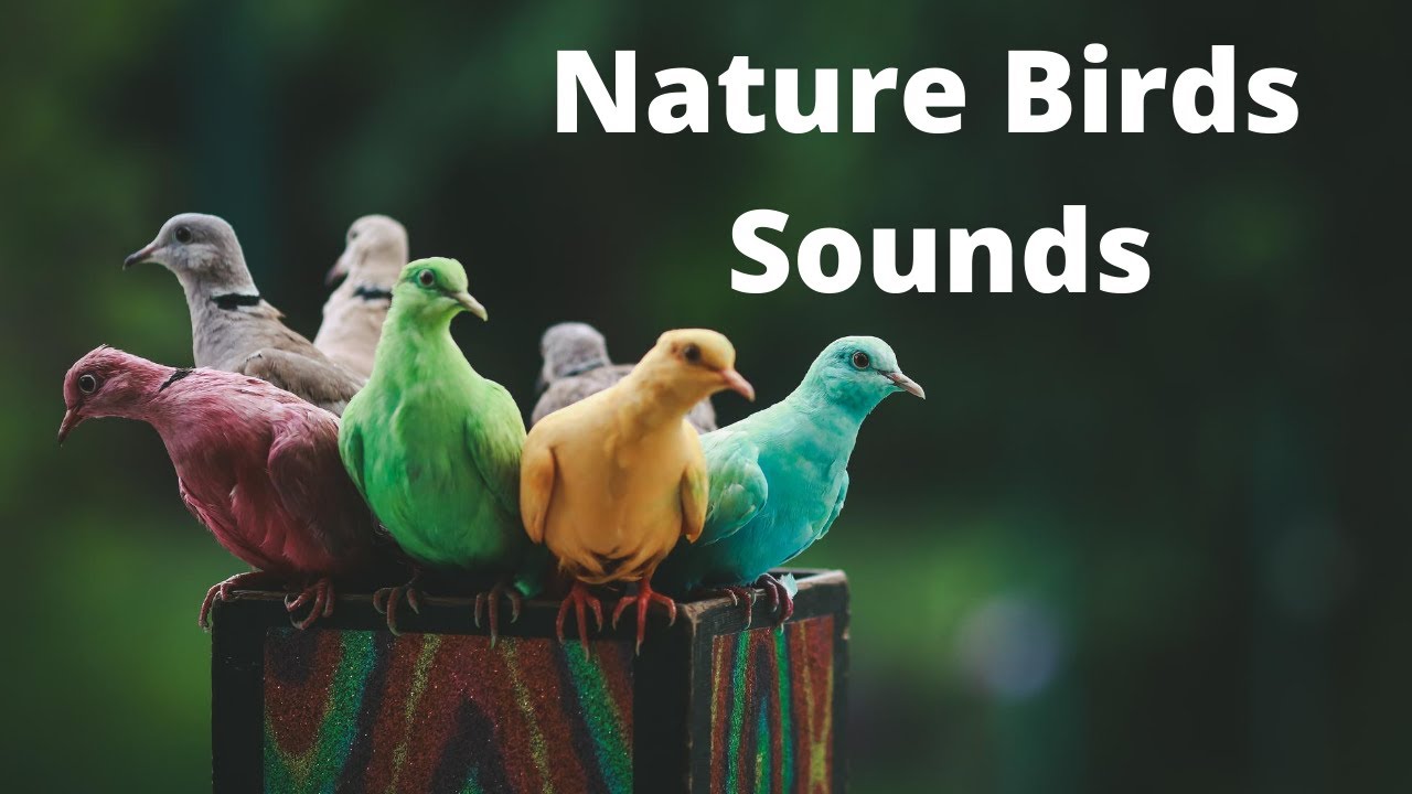 Nature and Birds sounds || Birds natural sounds || Pleasant sounds ...