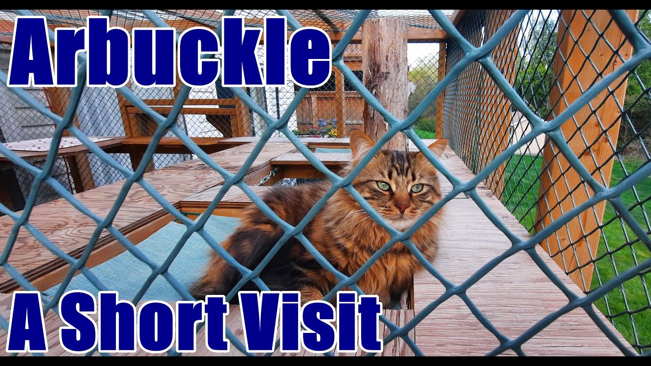 2022 A Visit With Arbuckle - Our Beautiful Farm Cat - YouTube