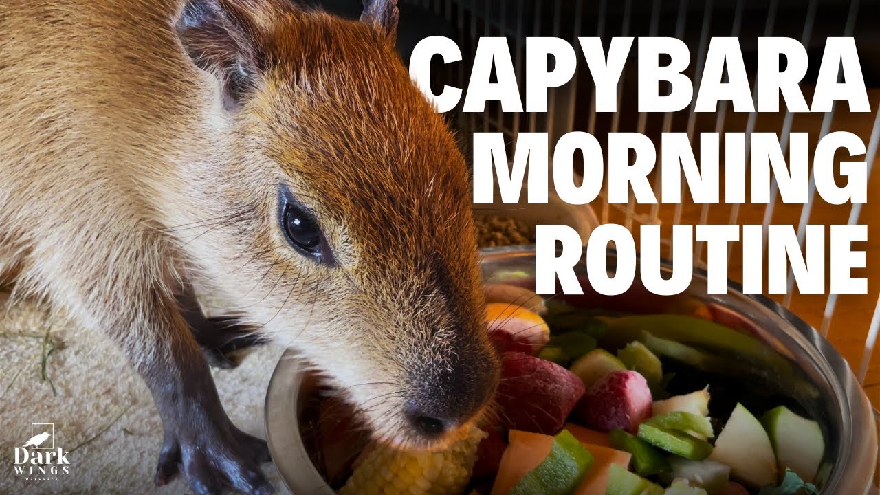 Baby Capybara Breakfast & Morning Routine - YouTube