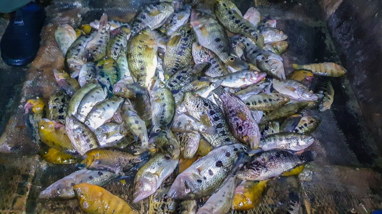 Gran Pesca De Mojarras De Lago Con Arpon - YouTube