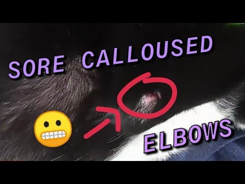 Treating Infected Calloused Elbows In Dogs - YouTube