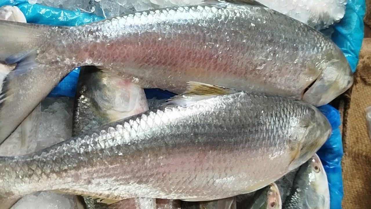 Elisha Fish cutting. Big Elisha Fish - YouTube