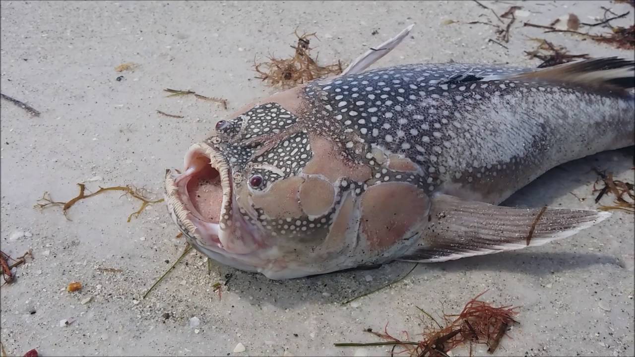 09/30/2016 - Sarasota Florida Red Tide - MASSIVE Fish Kill!!! - YouTube