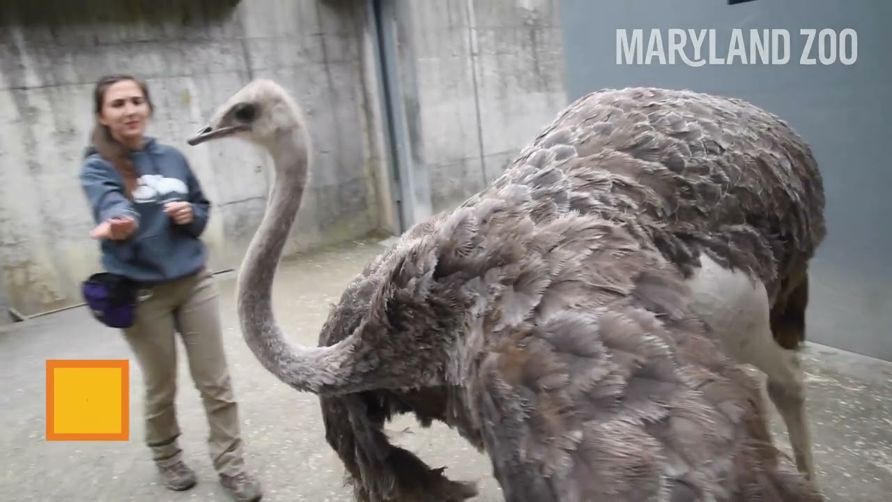 Ostrich Training Session - YouTube