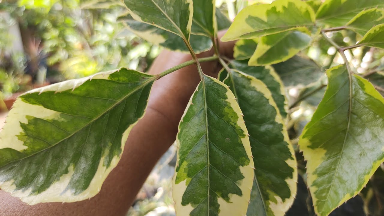 Dinner plate Aralia plant... How to grow and care - YouTube