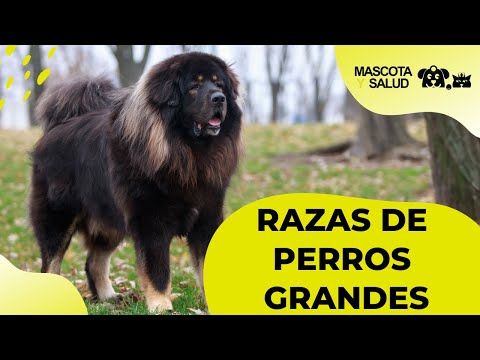 22 Razas de perros grandes y sus tamaños | Mascota y Salud