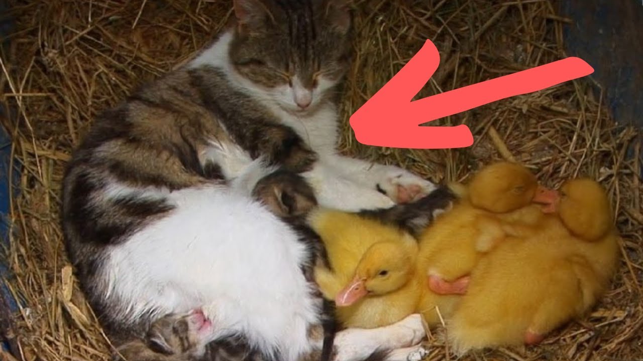 Orphaned Ducklings In Desperate Need Of A Home Get Taken In By An ...