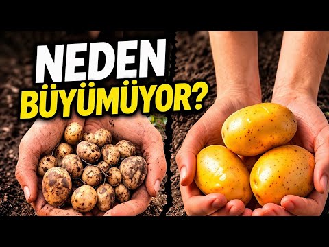 Patatesler Neden Büyümüyor? Patateste Verimi Arttırmanın Yolları!