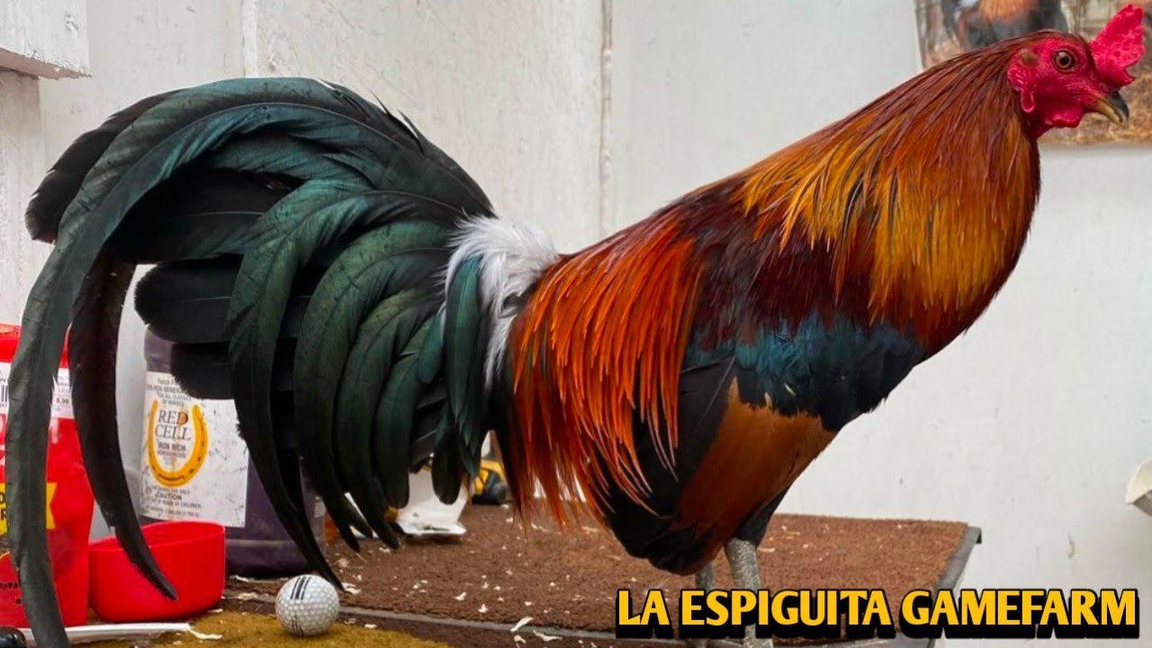 Green Leg Sweater Mcrea Brownred - LA ESPIGUITA FARM - YouTube