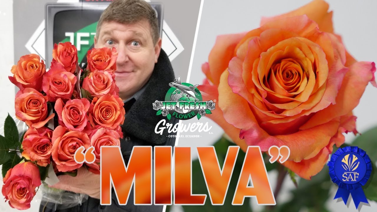 JFTV: #FreshForFall - Jet Fresh Flower Growers' "Milva" Rose with Mike ...