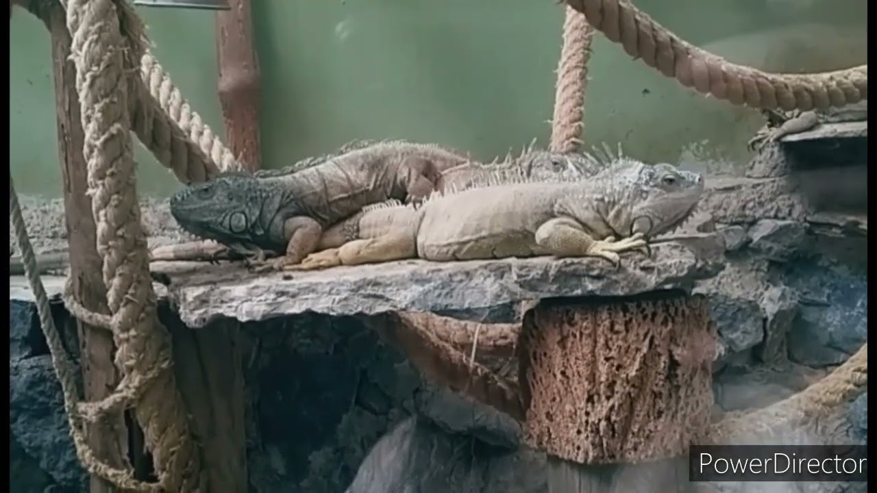 ISTANBUL ZOO in TURKEY - YouTube