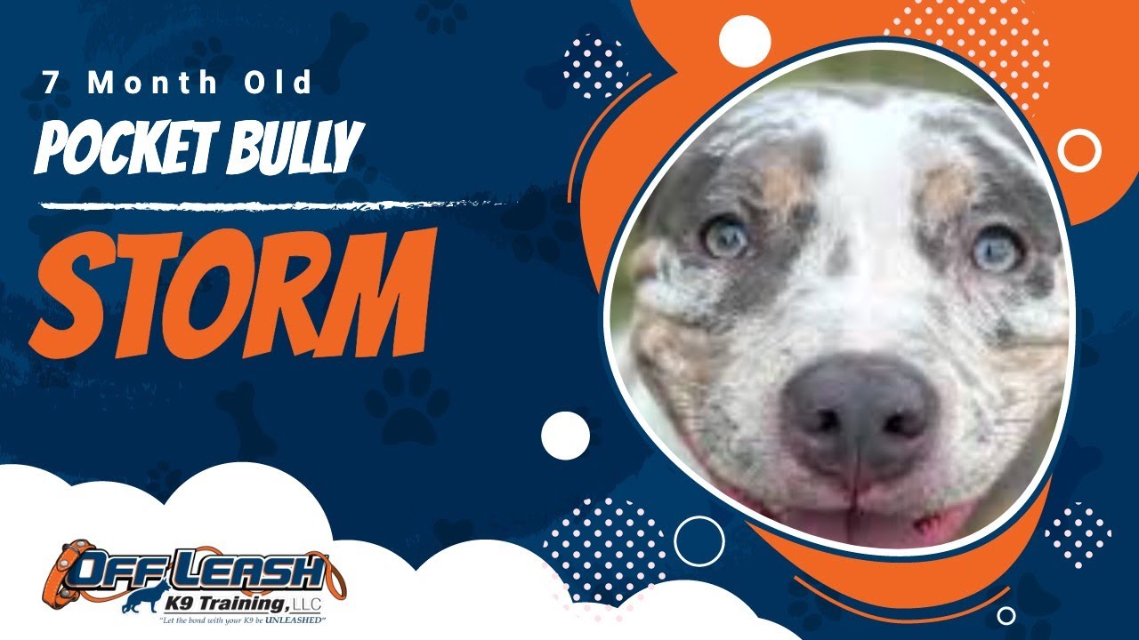 Storm | 7 Month Old Pocket Bully | Obedience Trainer for Pocket Bullies ...