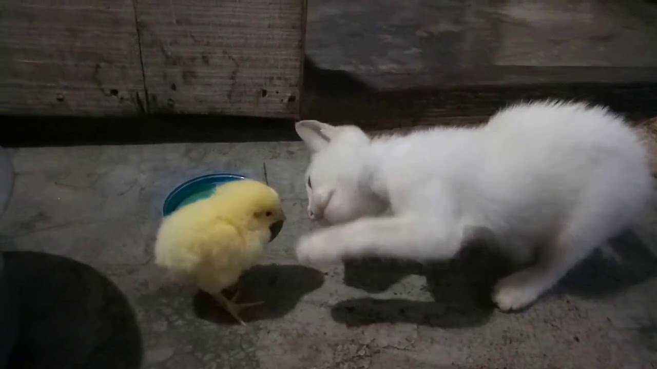 Baby cat and Chicken - YouTube