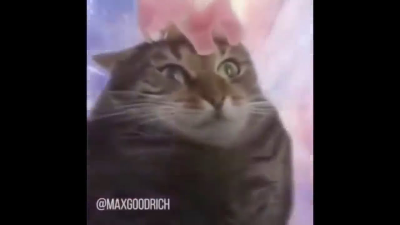 Gato transcendente Ilimitado MEME - YouTube