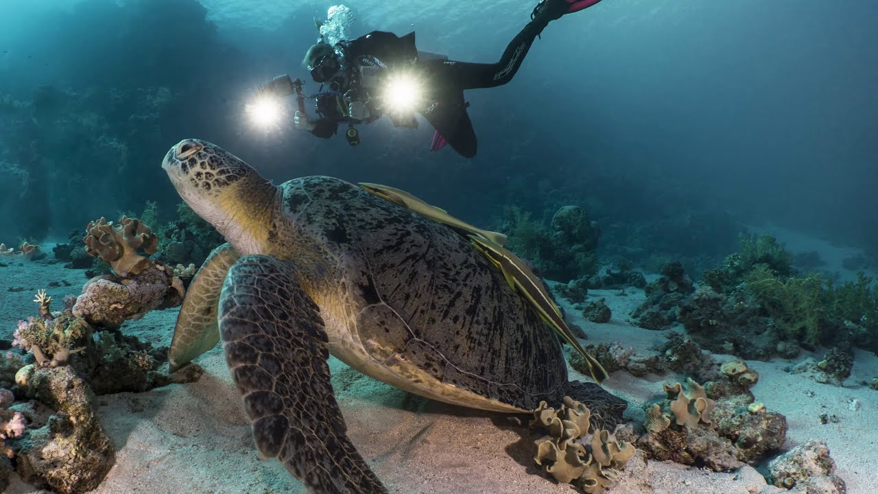 Turtle GoPro 7 Black Edition + Orca Torch D910V x2 - YouTube