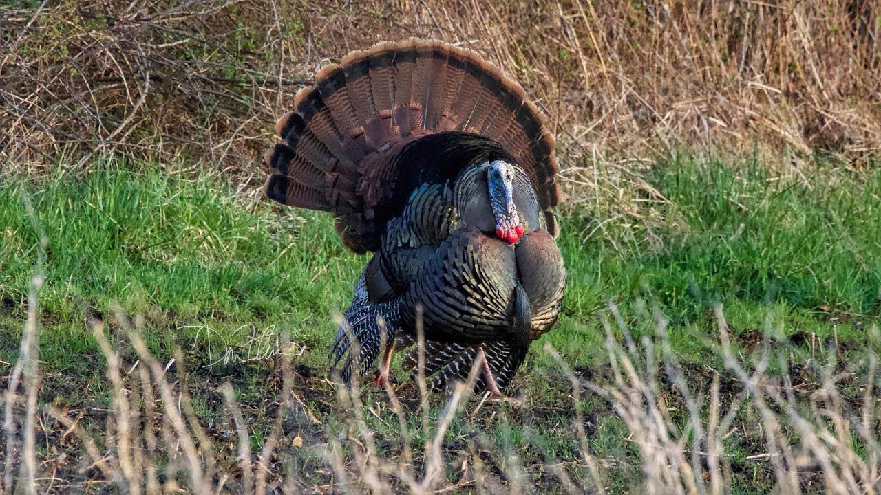Spring Turkey Morning 4/11/20 - YouTube