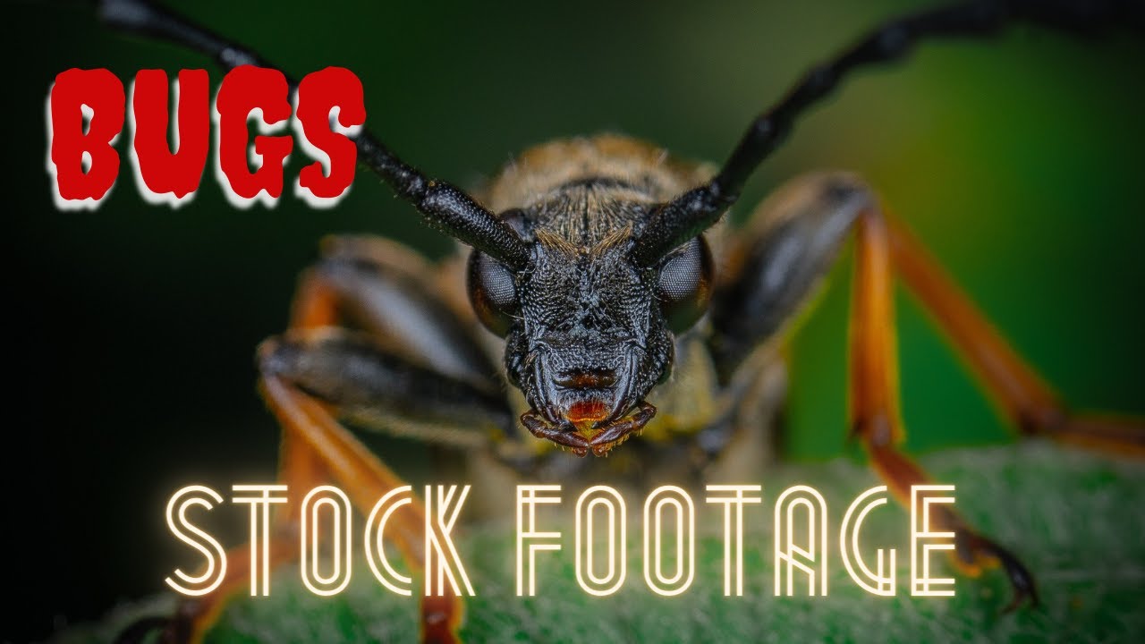 Insect Stock Footage | Free Stock Footage | Stock Music - YouTube