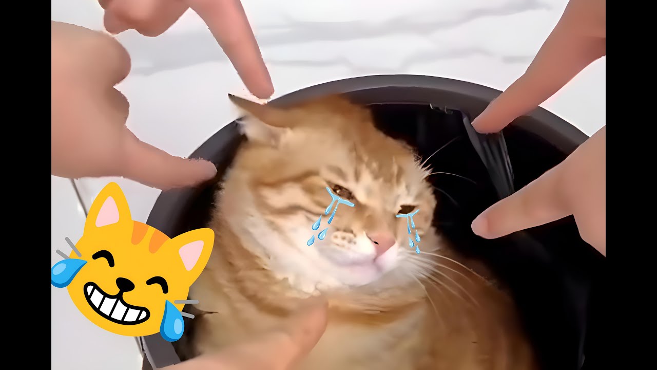 Cute & Funny Cats compilation memes | Funny cat videos 2024 😂 | Cat is ...