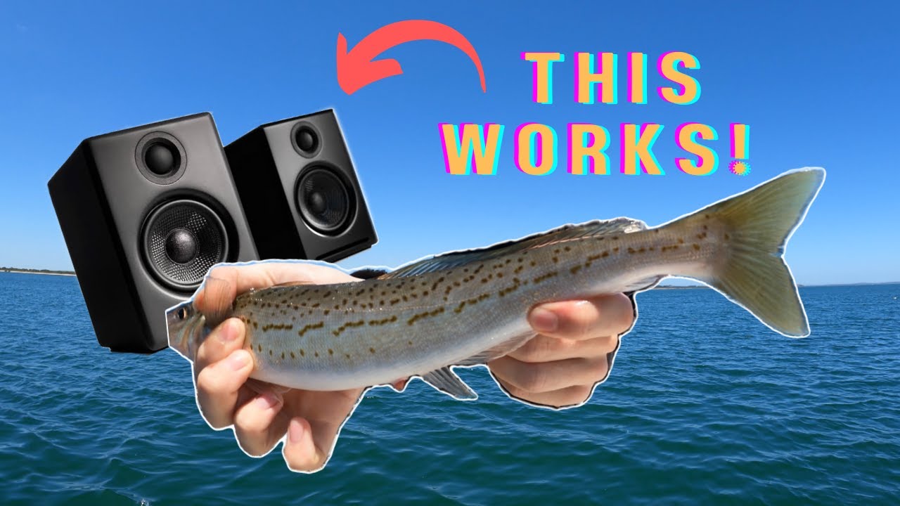 Using Sound System as Bait causes Fishing Frenzy! - YouTube