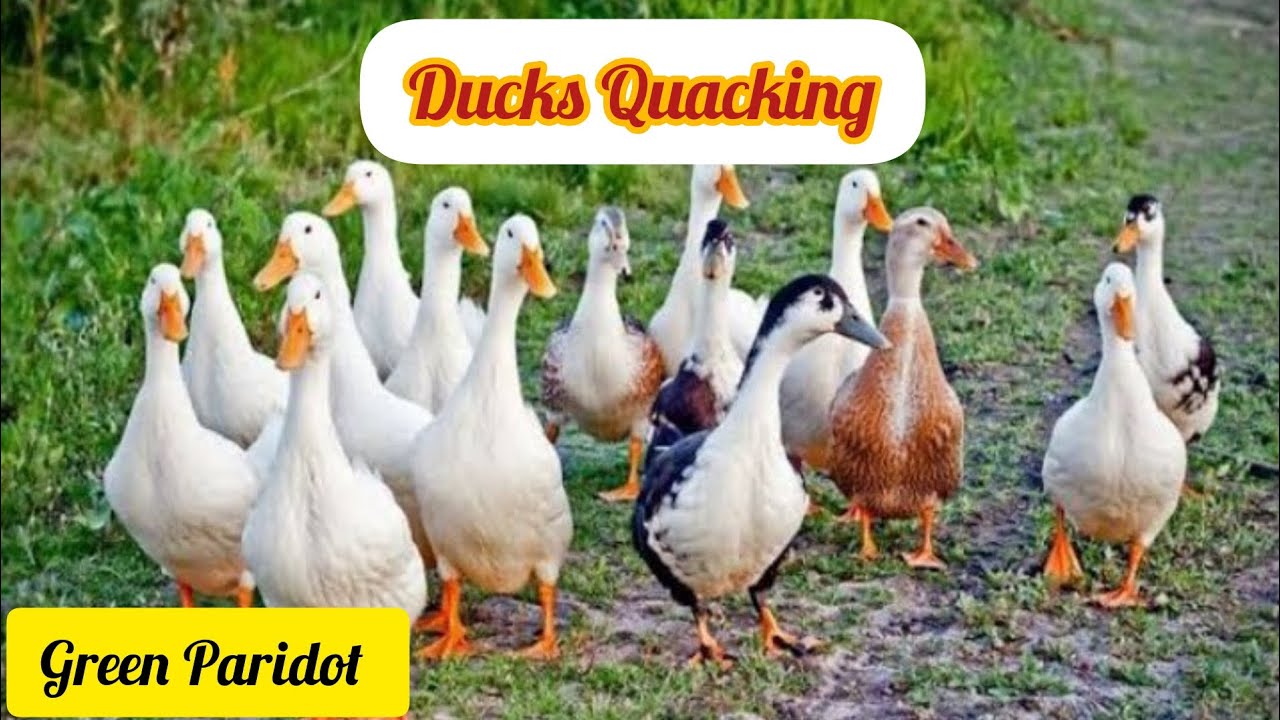 Ducks quacking | ducks lover | ducks video | Nature lovers | Wild life ...
