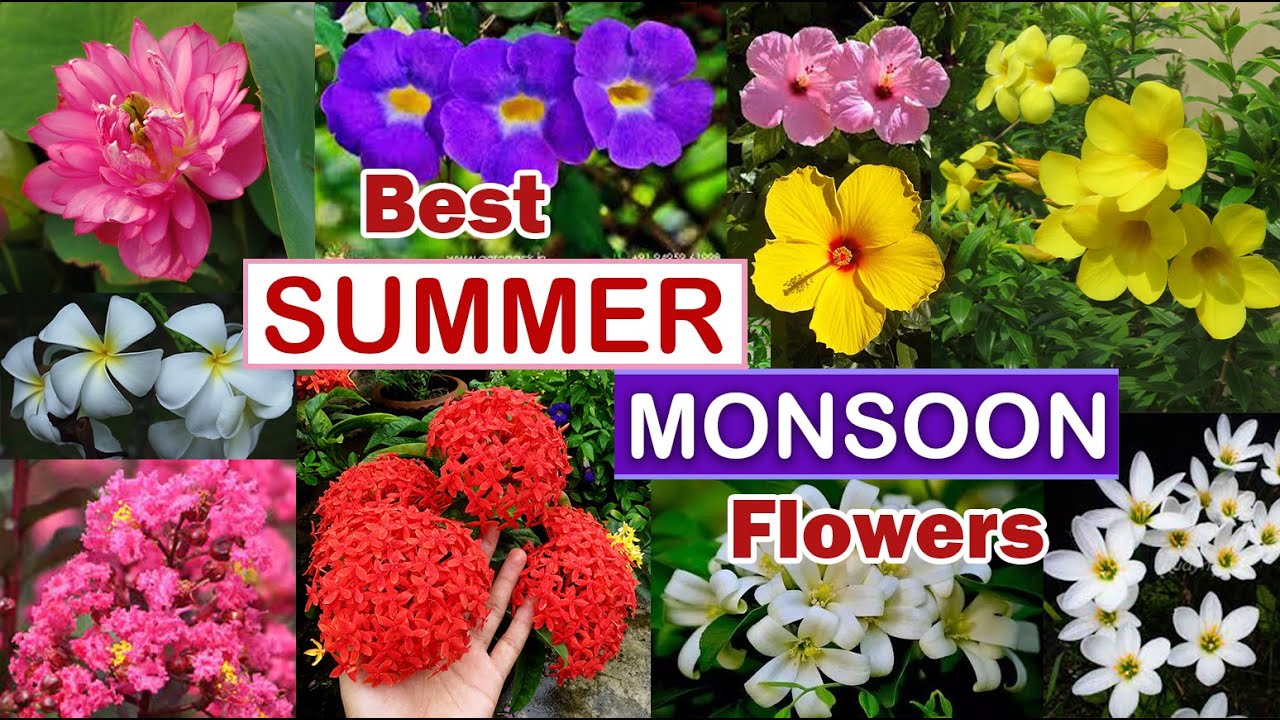 Best SUMMER & MONSOON Flowers. Summer & Rainy Season Flowers - YouTube