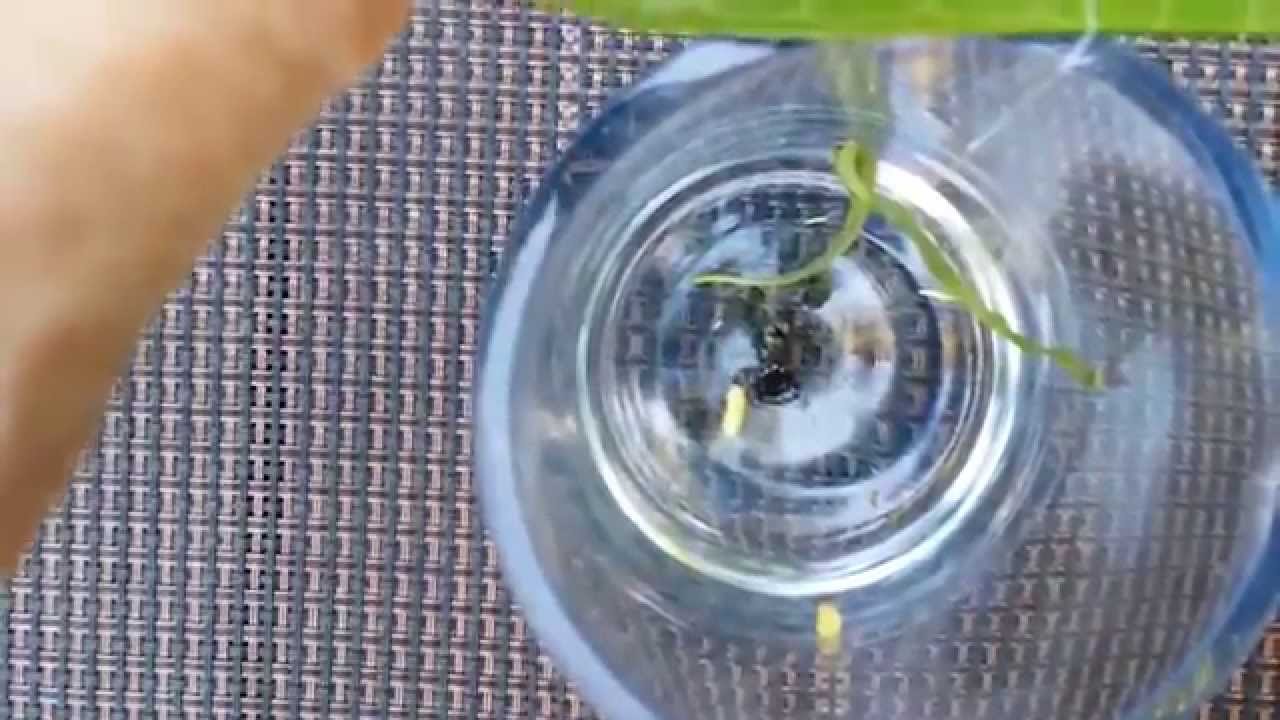Monarch chrysalis with tachinid fly larvae - YouTube