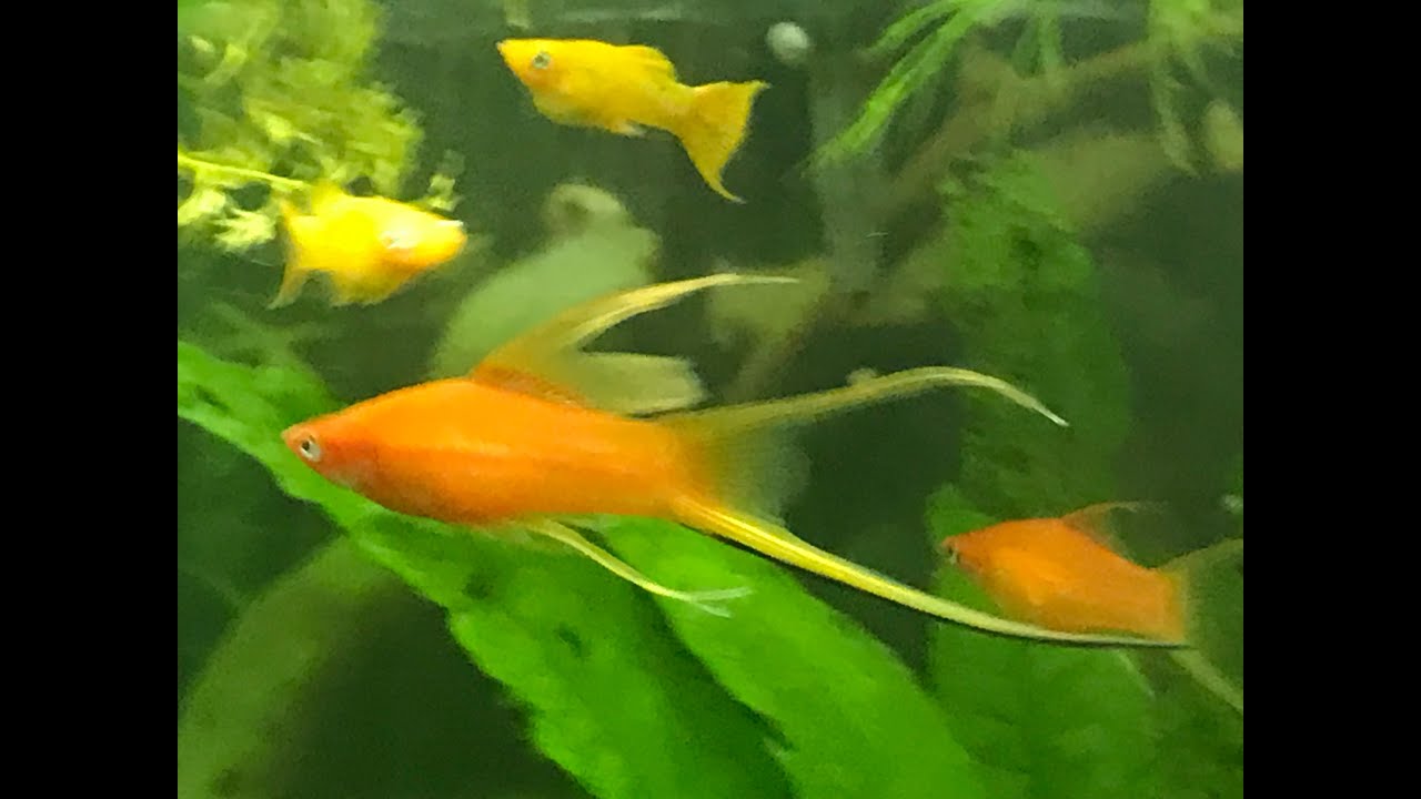 Amazing Trio Hi-Fin Lyretail Swordtails !! - YouTube