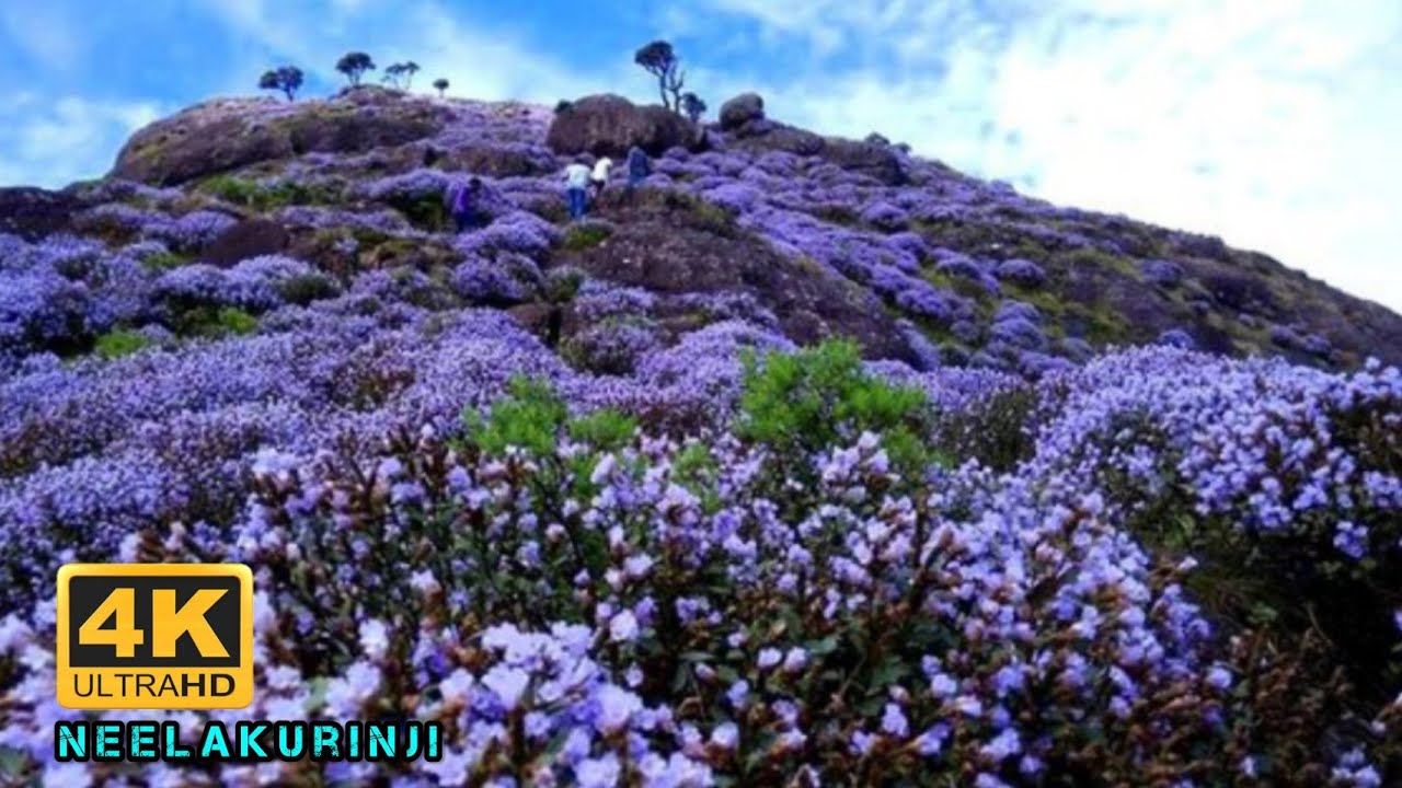 Kurinji Flower In Munnar | Best Flower Site