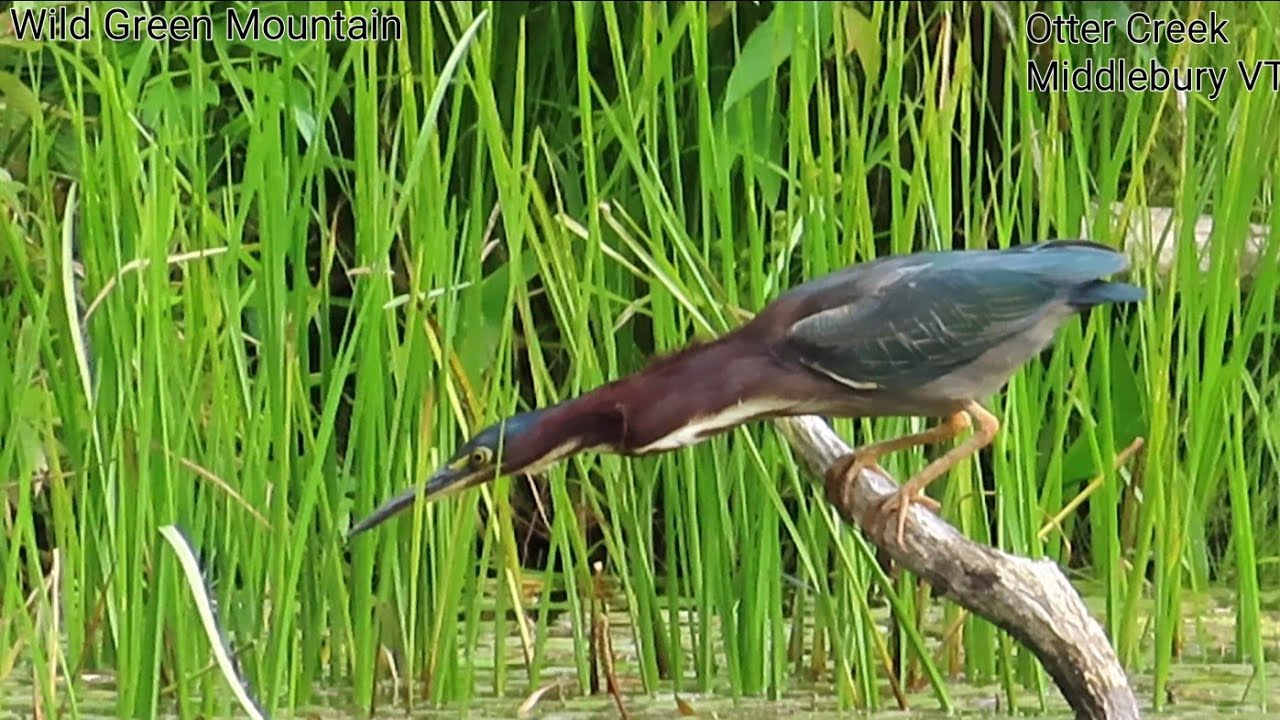 Green Heron Catching Fish on Otter Creek - YouTube