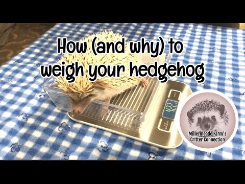 How to Weigh your Hedgehog | Why it's Important to Keep Track of Weight ...