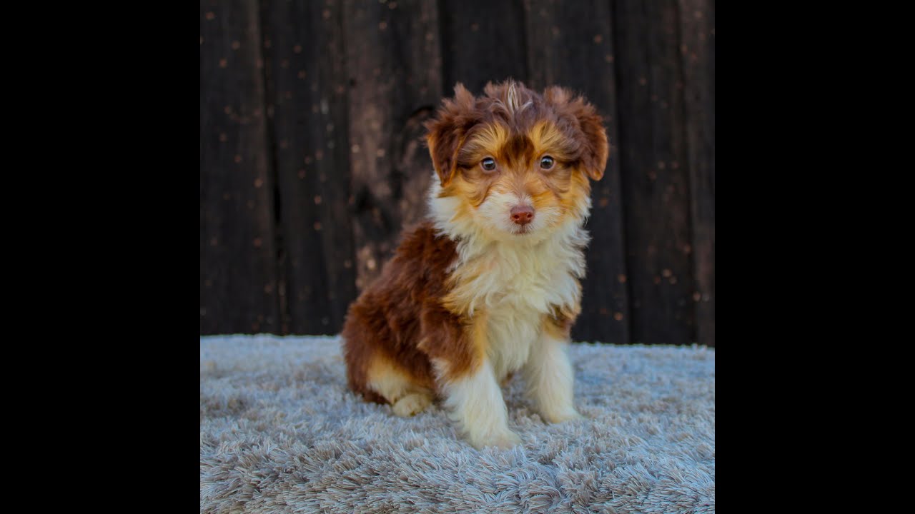 Perry the Mini Aussie Doodle Pup - YouTube