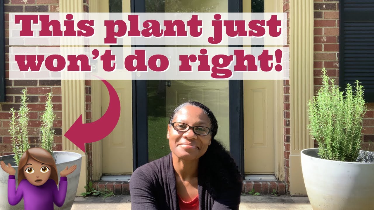 Why you can’t let one plant discourage you from growing - YouTube