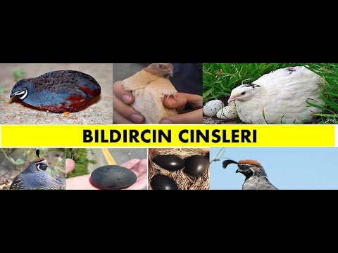 Bıldırcın Cinsleri Fiyatları Özellikleri