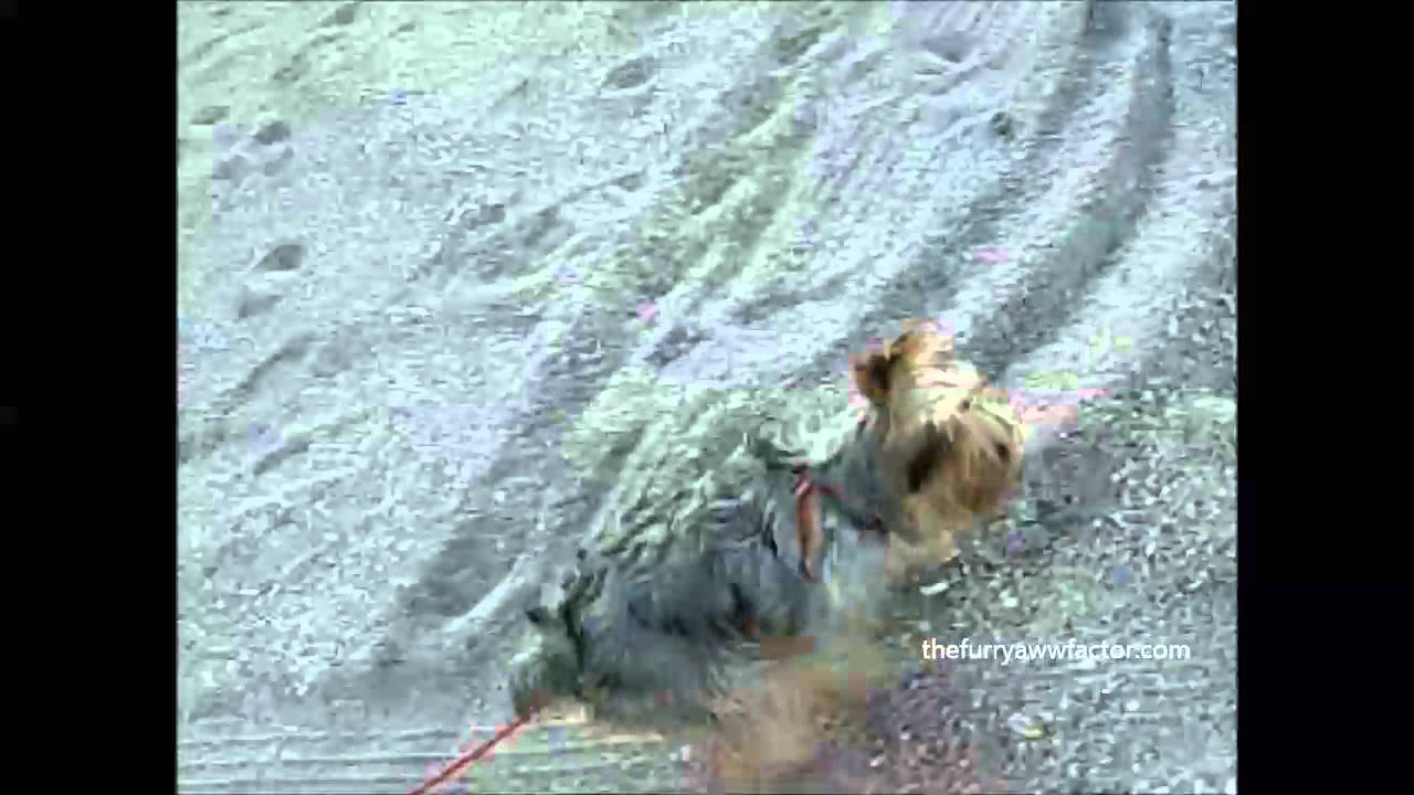 Yorkie at the beach - YouTube