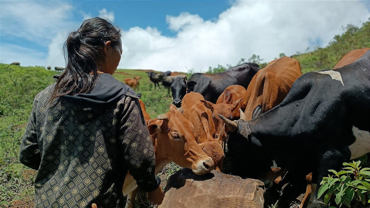 Single mom's footsteps: Cow-hunting expedition in the valley - YouTube