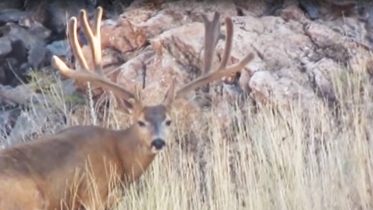 GIANT Bucks on Antelope Island 2014 - MossBack - YouTube